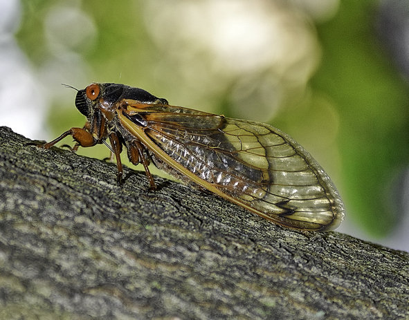 When It Bugs You - Home